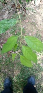 Chaliponga (Diplopterys cabrerana) - Visione Curativa