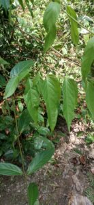 Chaliponga (Diplopterys cabrerana) - Visione Curativa