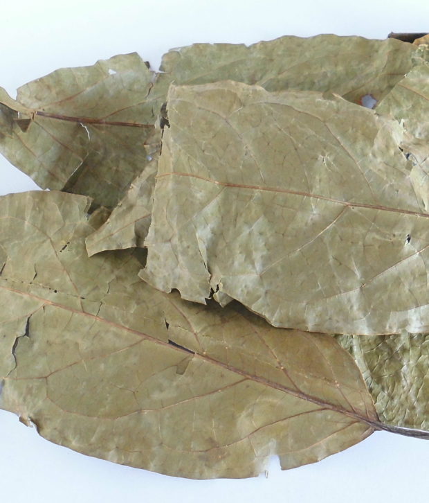 Chaliponga (Diplopterys Cabrerana) - Visione Curativa