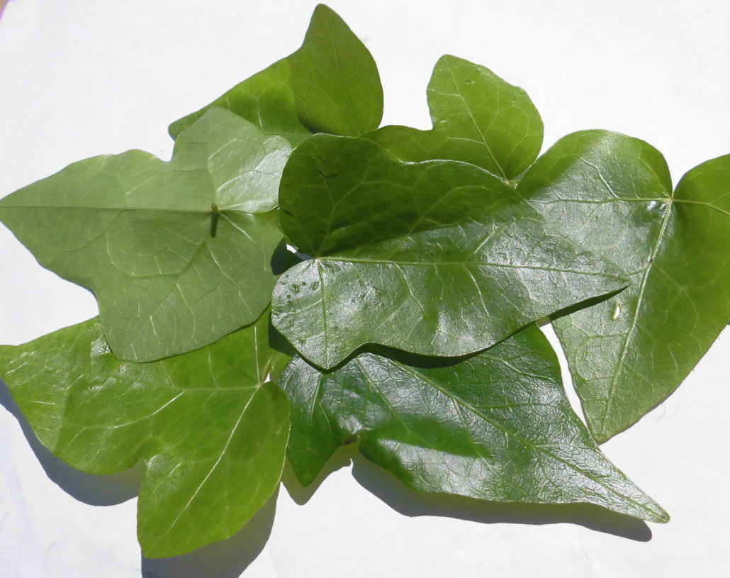 Edera (Hedera helix) - Visione Curativa