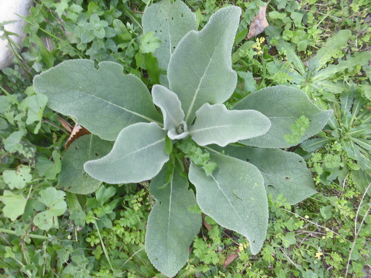 Verbasco (Verbascum thapsus) - Visione Curativa