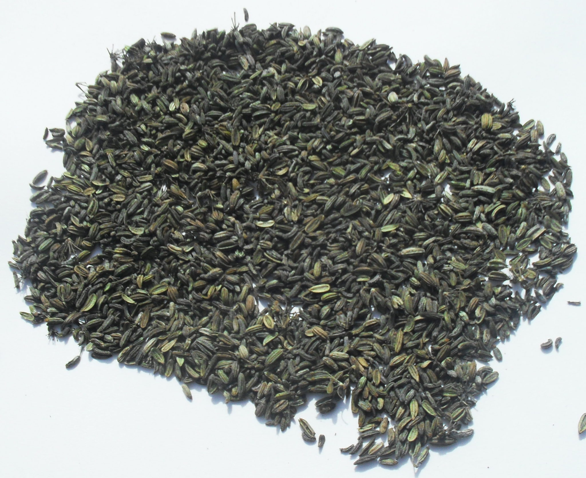 Finocchietto selvatico (Foeniculum vulgare) - Visione Curativa