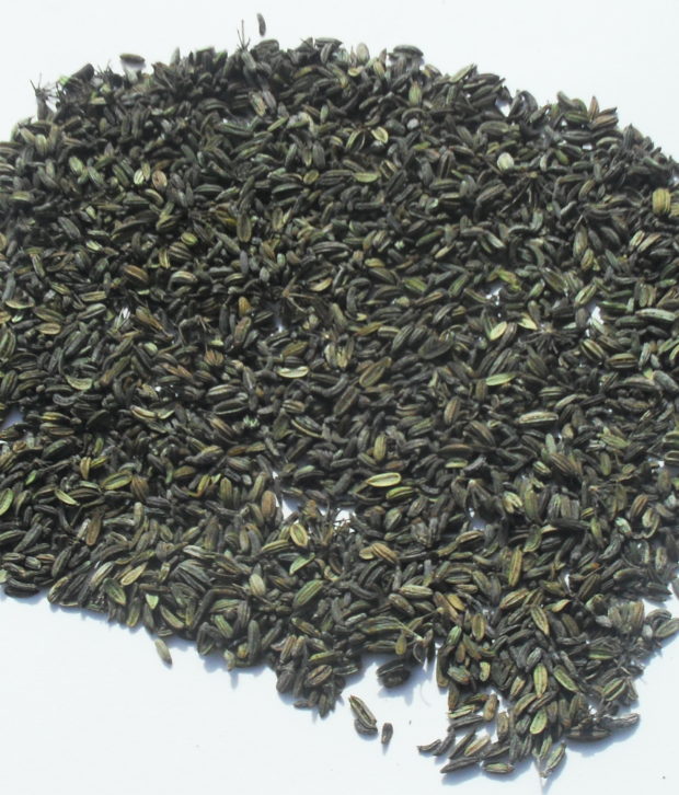 Finocchietto selvatico (Foeniculum Vulgare) - Visione Curativa