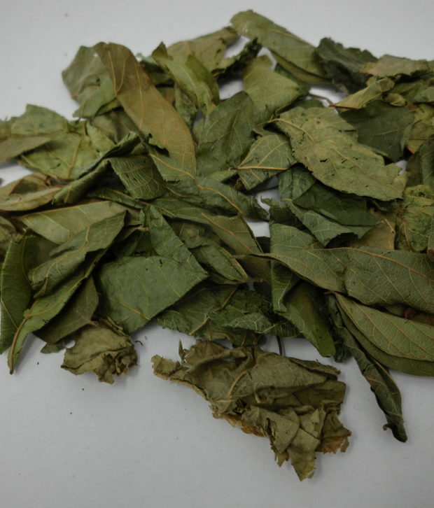 Maconha brava (Zornia Latifolia) - Visione Curativa