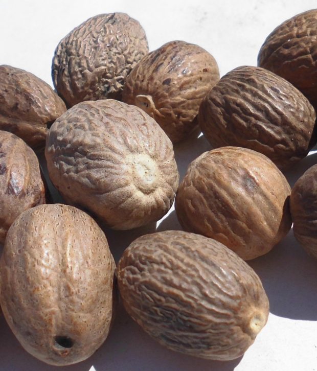 Noce moscata (Myristica Fragrans) - Visione Curativa