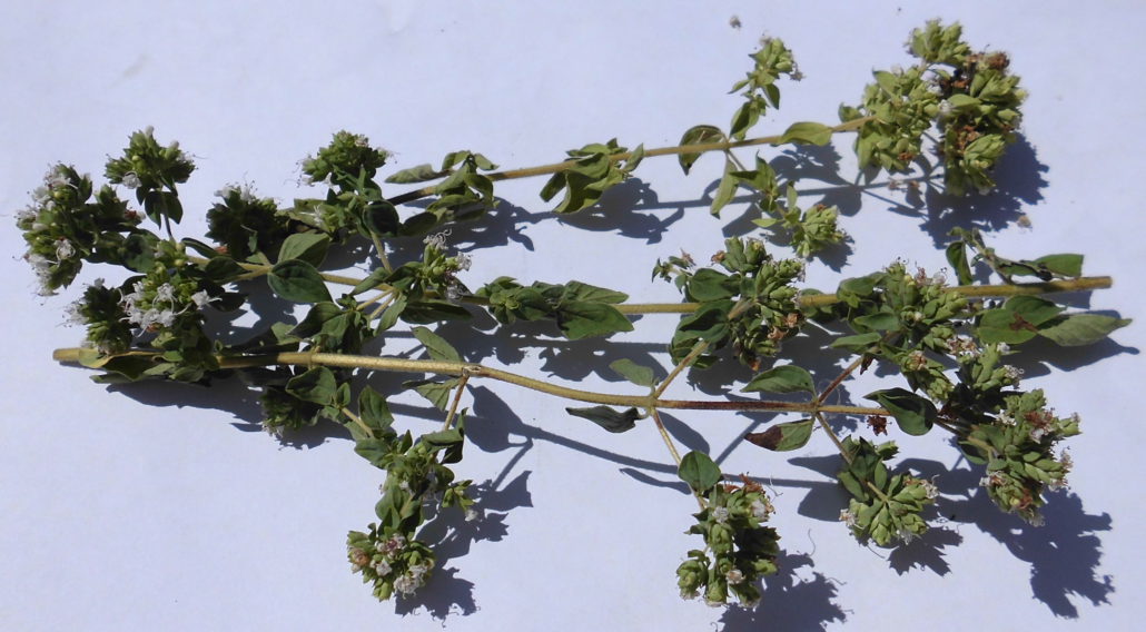 Origano (Origanum vulgaris) - Visione Curativa