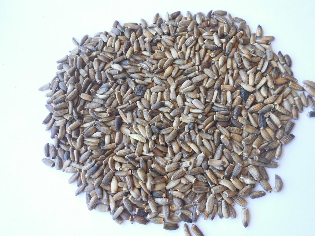 Cardo mariano (Silybum marianum) - Visione Curativa